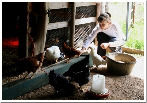 WIP Wednesday… Sprucing Up the Chicken Coop and Barn | Comin' Home